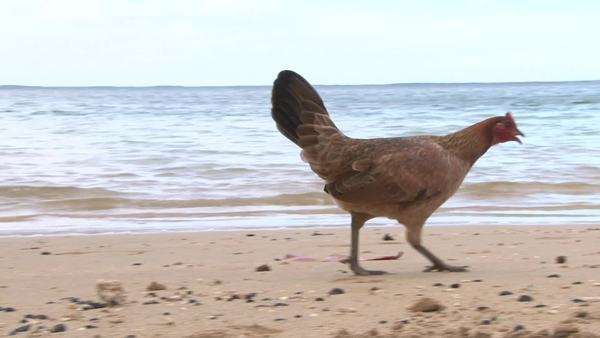Why did the chicken cross the road? To get to the beach! This hen has ...
