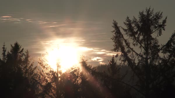 Bright and shining sun rising above forest trees on mostly clear ...