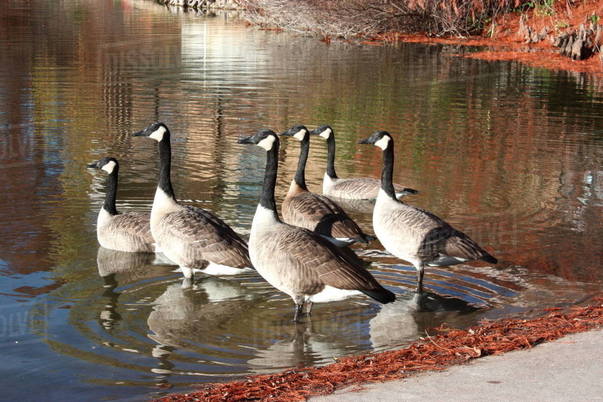 Wild Canadian Geese (Branta canadensis) standing in the water in a pond ...