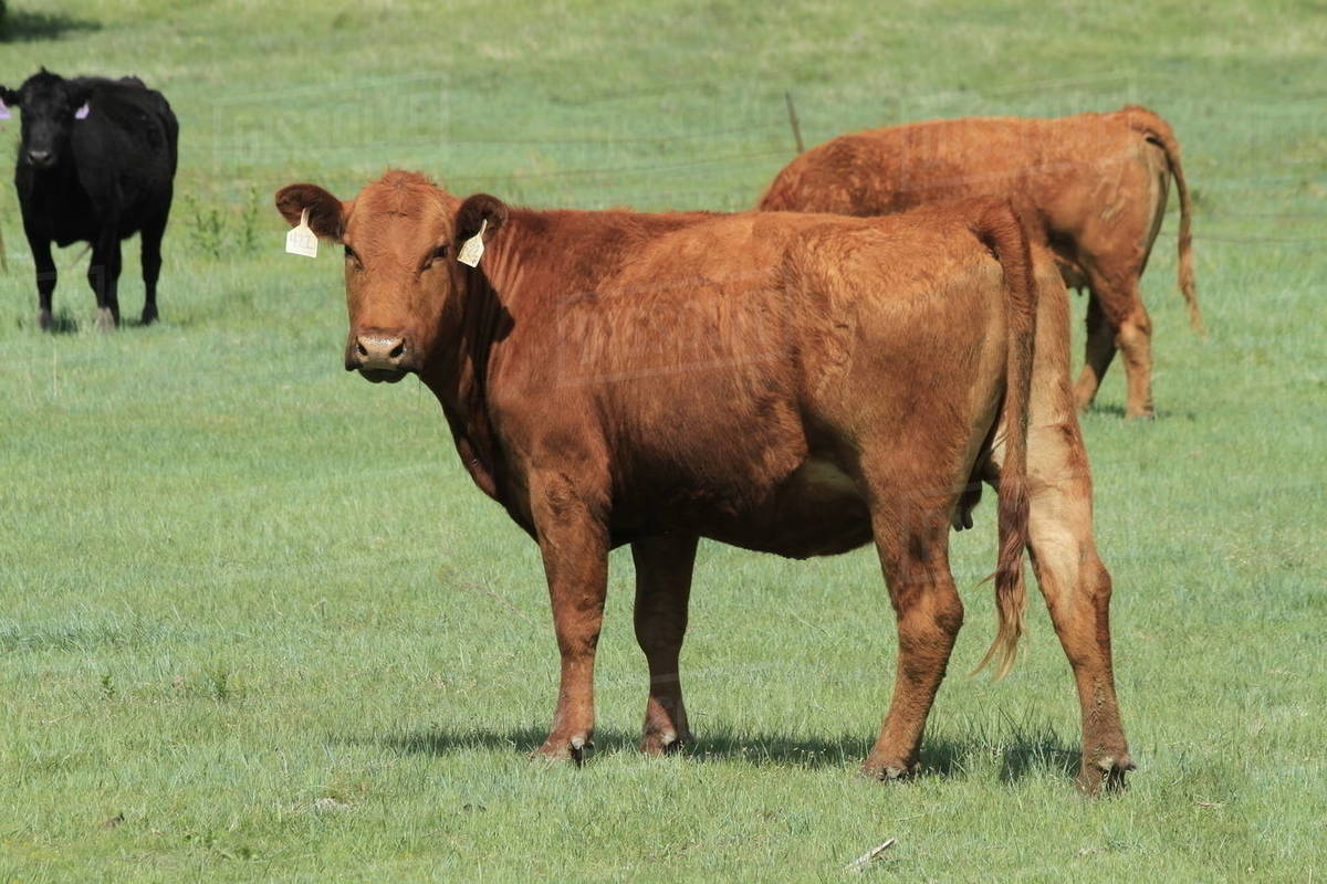 Kansas Red Angus cows with Black Angus cows in a green pasture out in ...