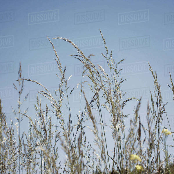 Timothy grass - Royalty-free Stock Photo | Dissolve