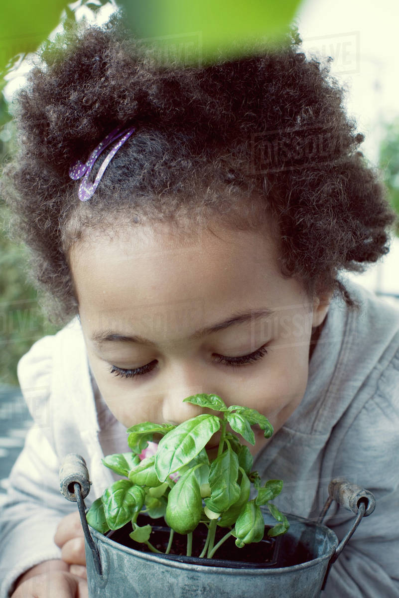 Little girl smelling basil plant - Royalty-free Stock Photo | Dissolve