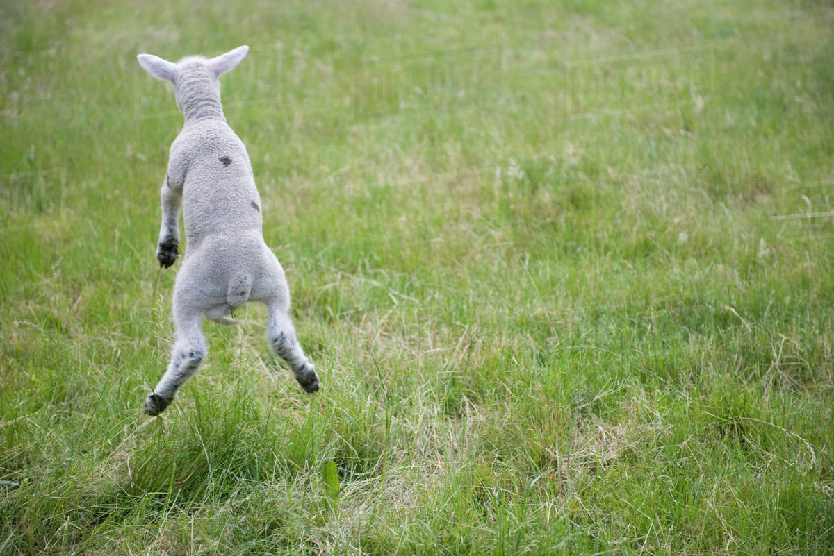 Lamb jumping, rear view - Royalty-free Stock Photo | Dissolve