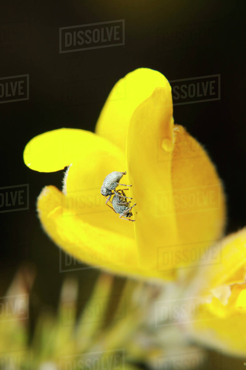 Weevils crawling on flower - Royalty-free Stock Photo | Dissolve