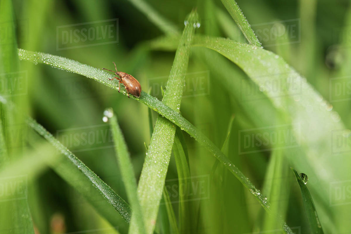 Weevil on dew-covered grass - Stock Photo - Dissolve