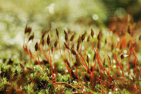 Moss growing, close-up - Royalty-free Stock Photo | Dissolve