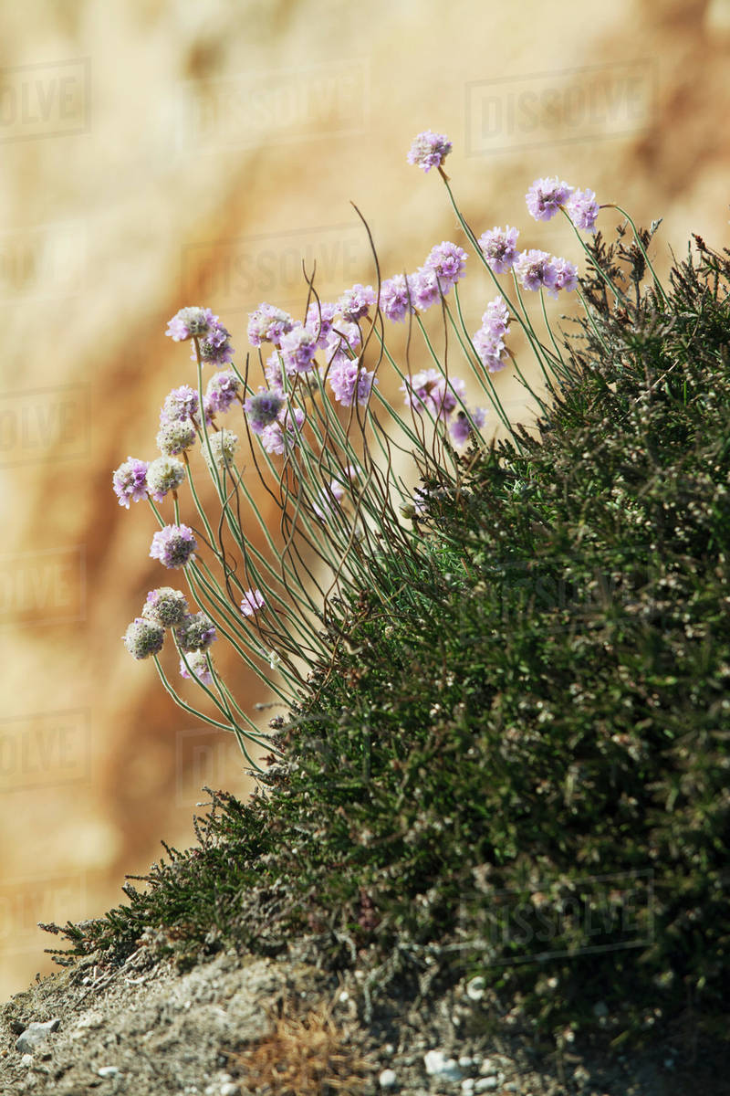 Sea thrift (Armeria maritima) - Royalty-free Stock Photo | Dissolve