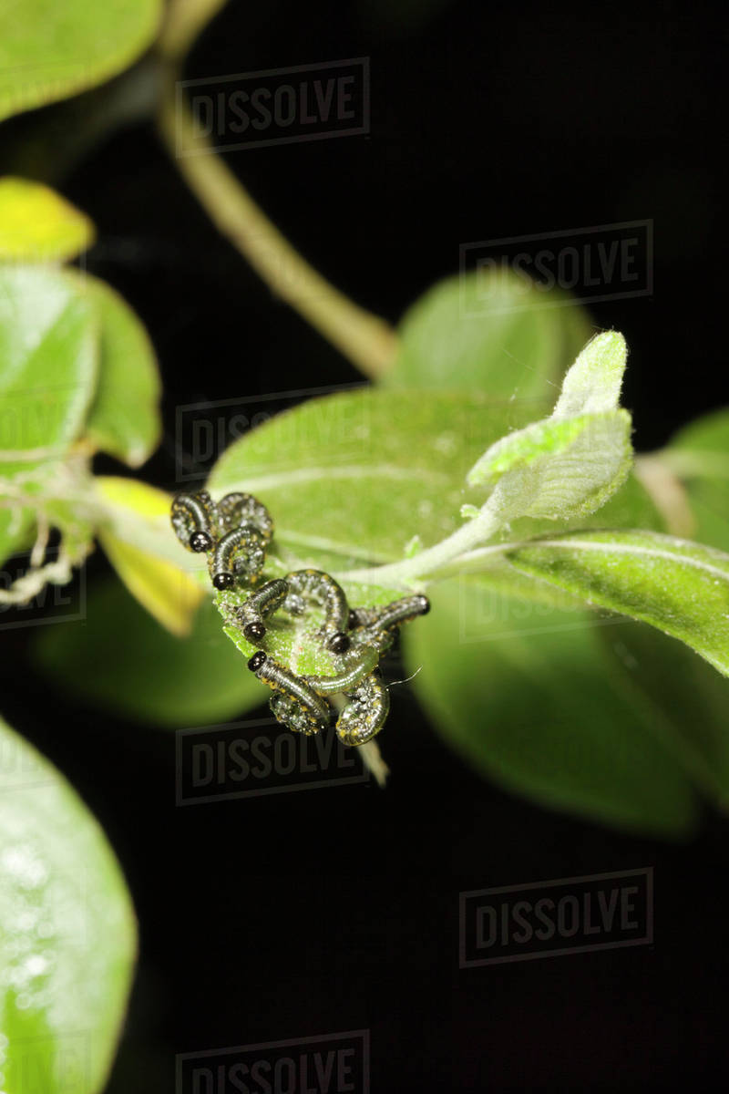 Sawfly (Symphyta) larva - Stock Photo - Dissolve