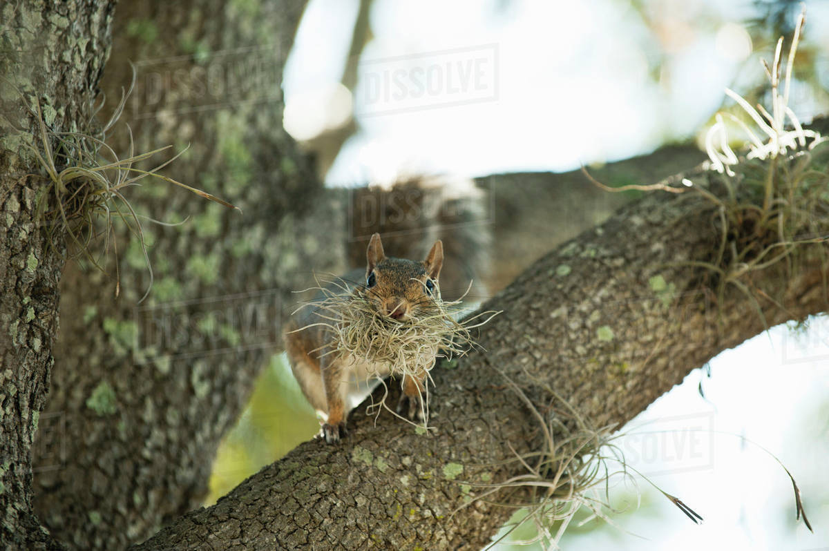 Squirrel in tree - Royalty-free Stock Photo | Dissolve