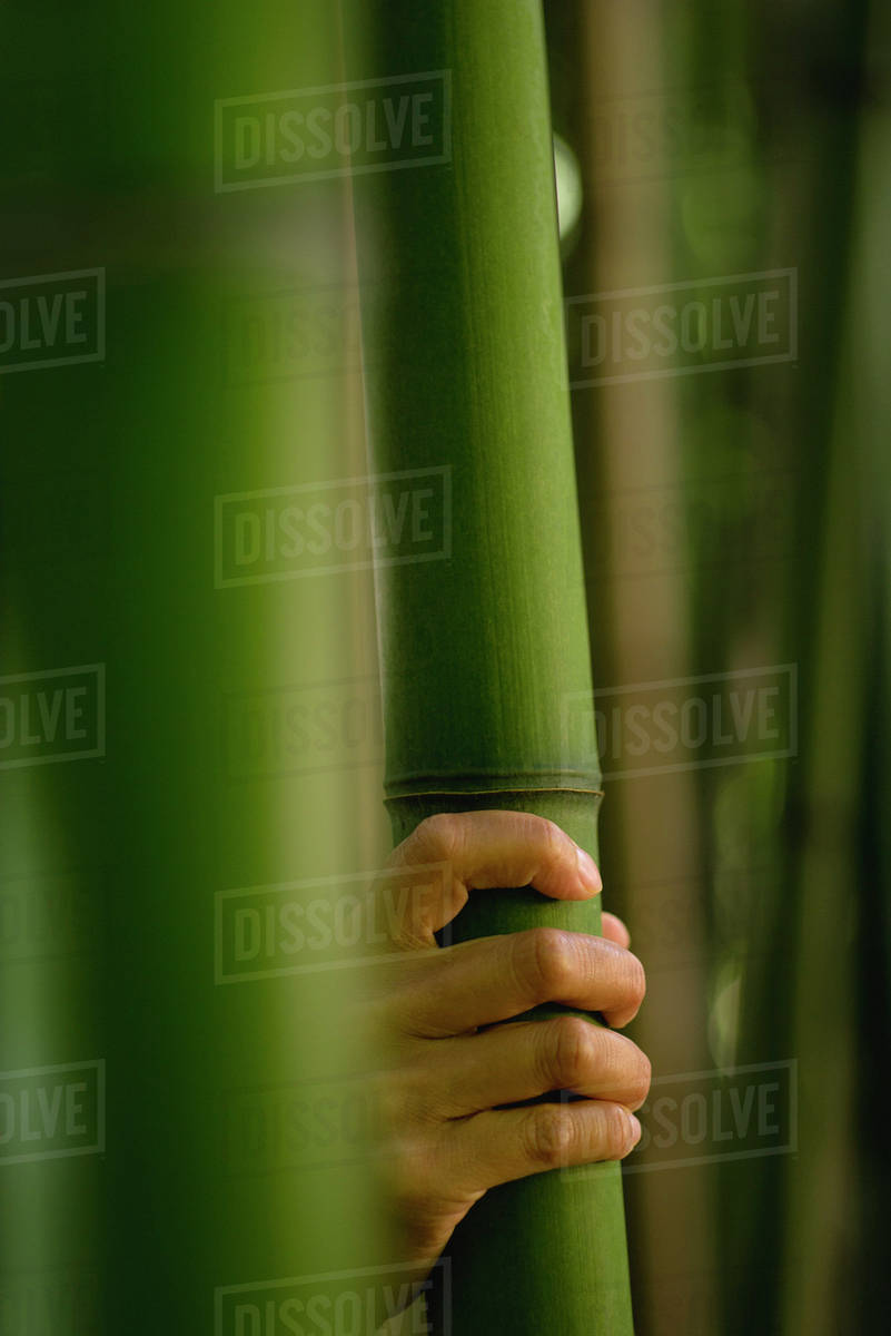 Hand touching bamboo - Royalty-free Stock Photo | Dissolve