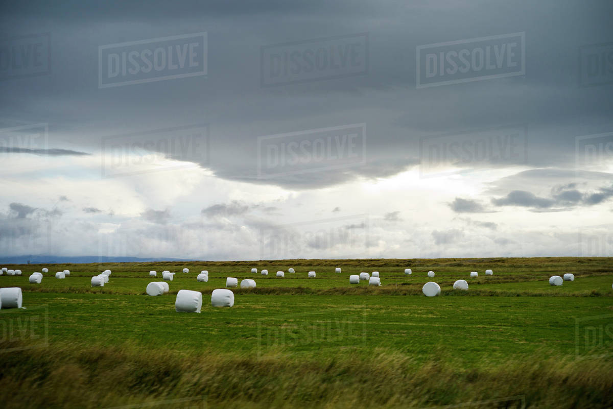 Haystacks in field - Stock Photo - Dissolve