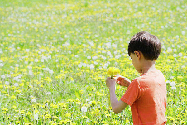 Boy picking dandelions in field - Royalty-free Stock Photo | Dissolve
