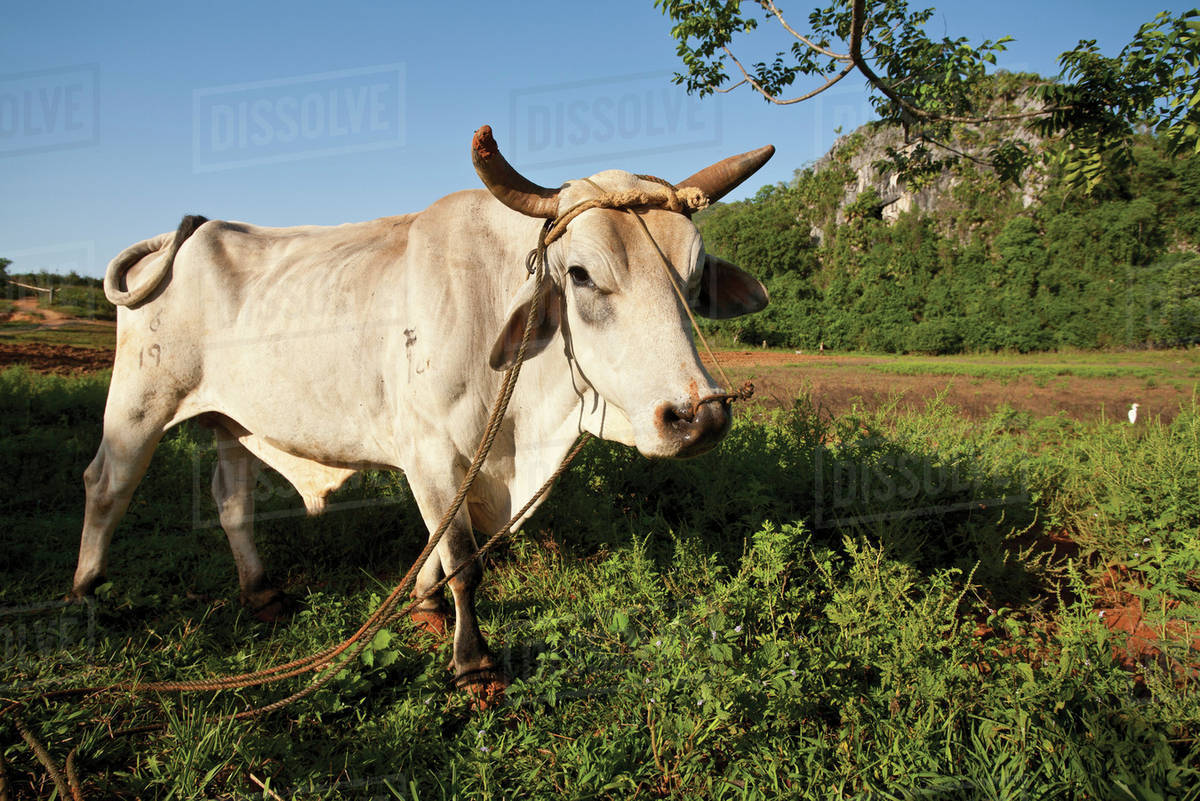 Ox in field - Stock Photo - Dissolve