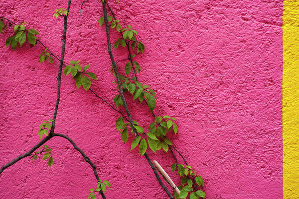 Vine growing on brightly colored wall - Royalty-free Stock Photo | Dissolve