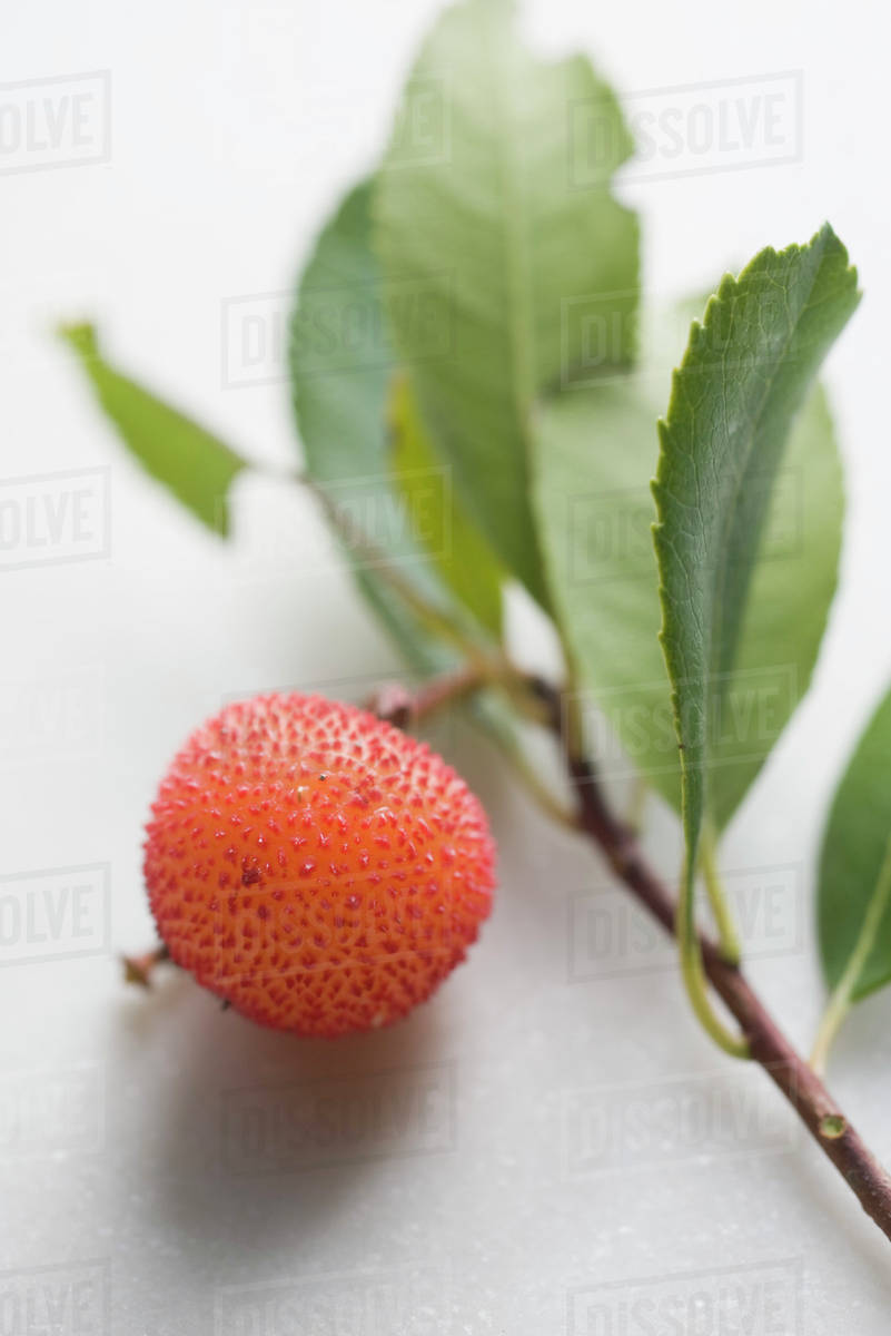 Lychee on branch - Stock Photo - Dissolve