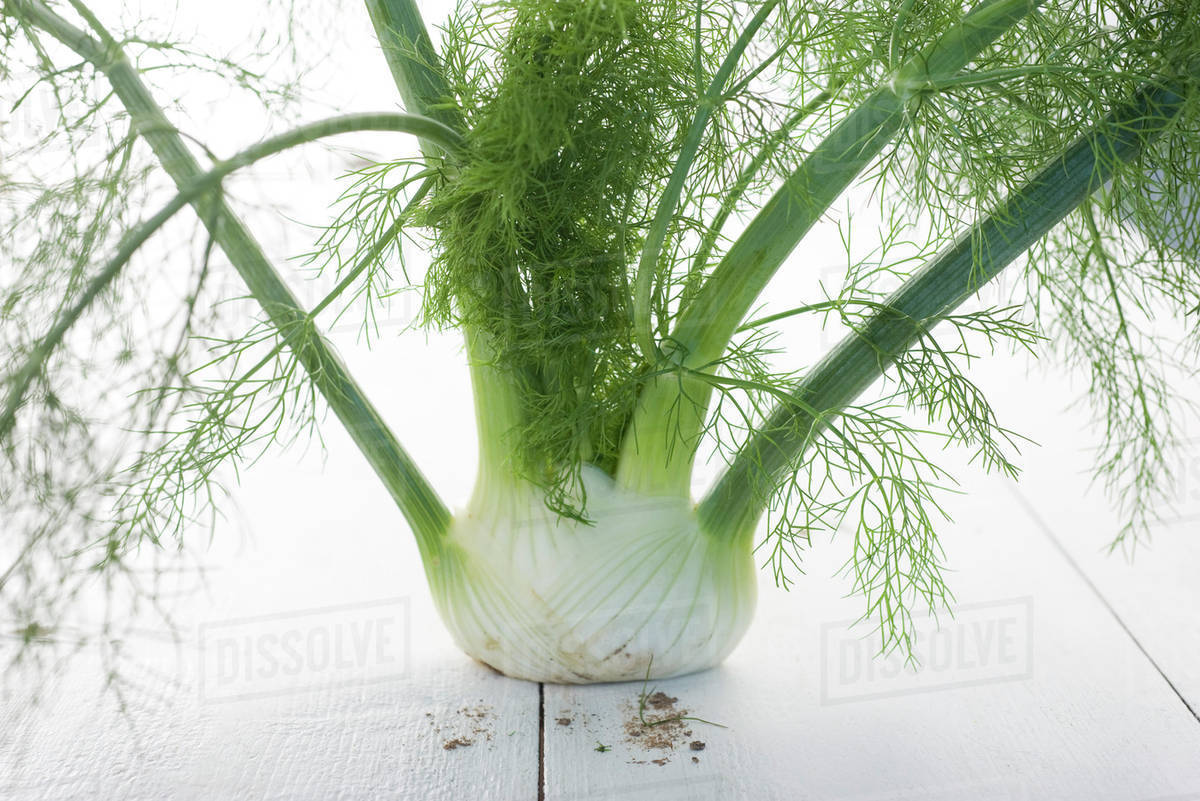 Fresh fennel - Stock Photo - Dissolve