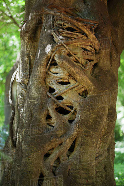 Tropical tree trunk - Royalty-free Stock Photo | Dissolve