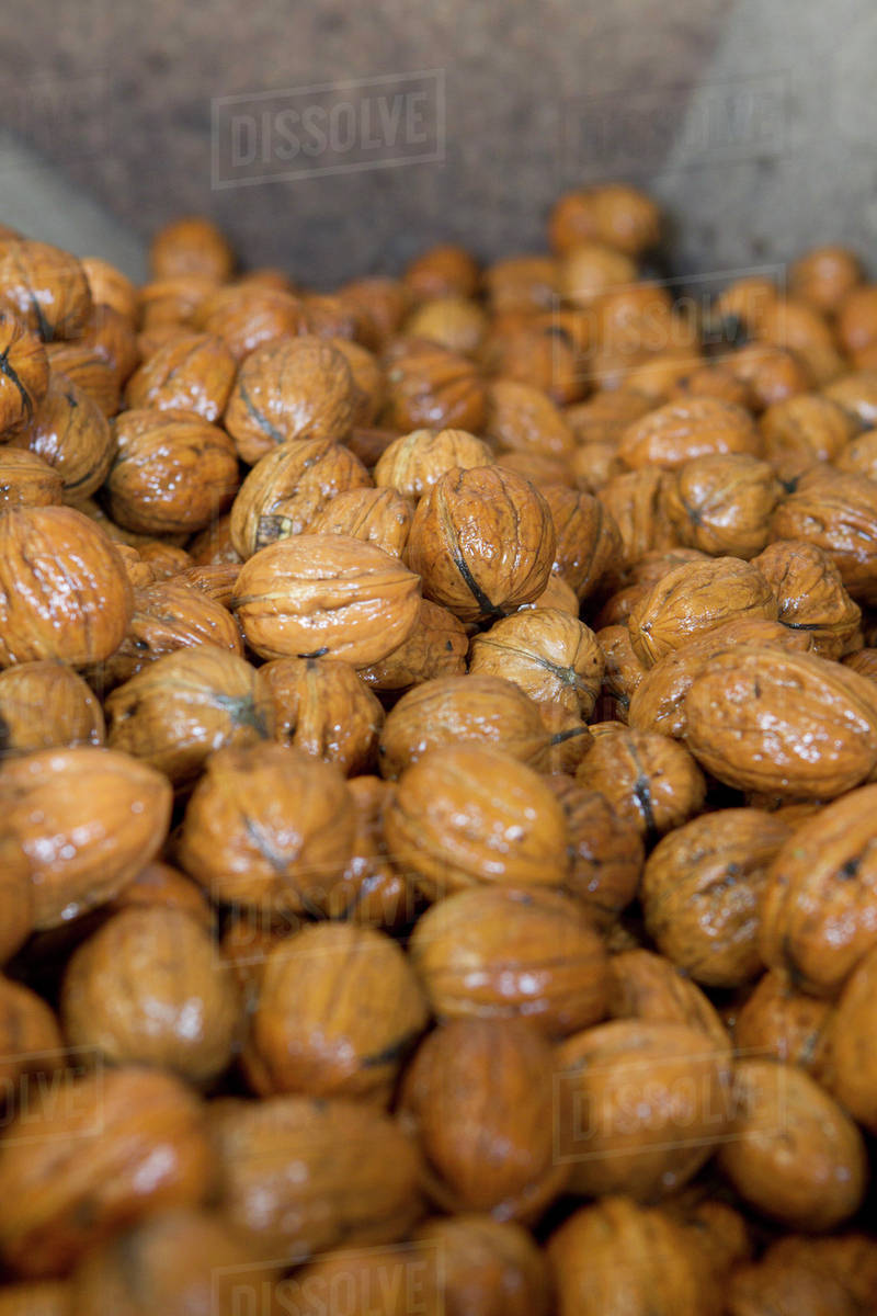 Walnuts being washed - Royalty-free Stock Photo | Dissolve