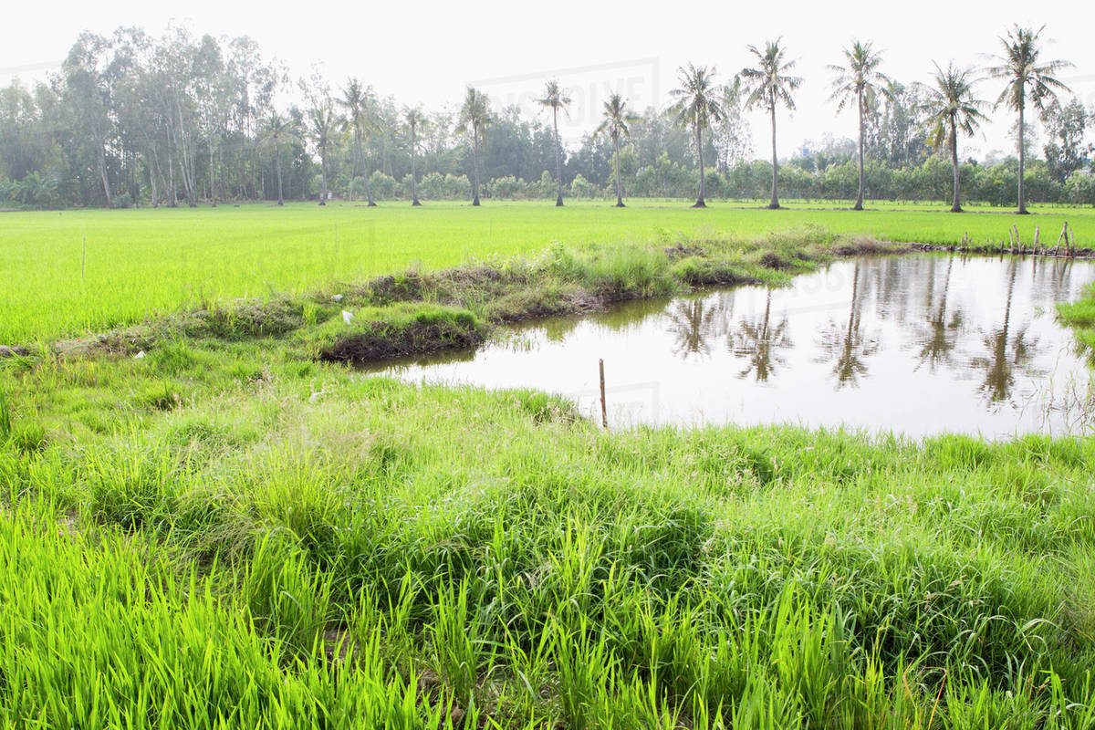 Rice paddy, Vietnam - Royalty-free Stock Photo | Dissolve