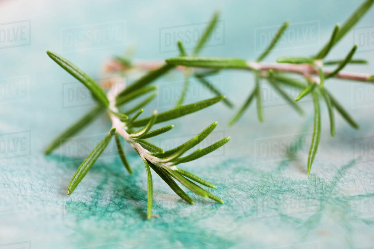 Rosemary sprig - Royalty-free Stock Photo | Dissolve