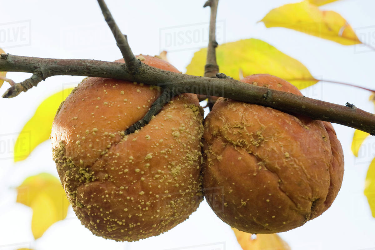 Moldy apples rotting on branch - Stock Photo - Dissolve