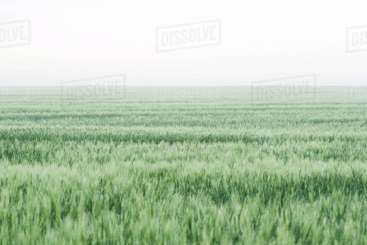 Wheatfield, horizon in background - Royalty-free Stock Photo | Dissolve