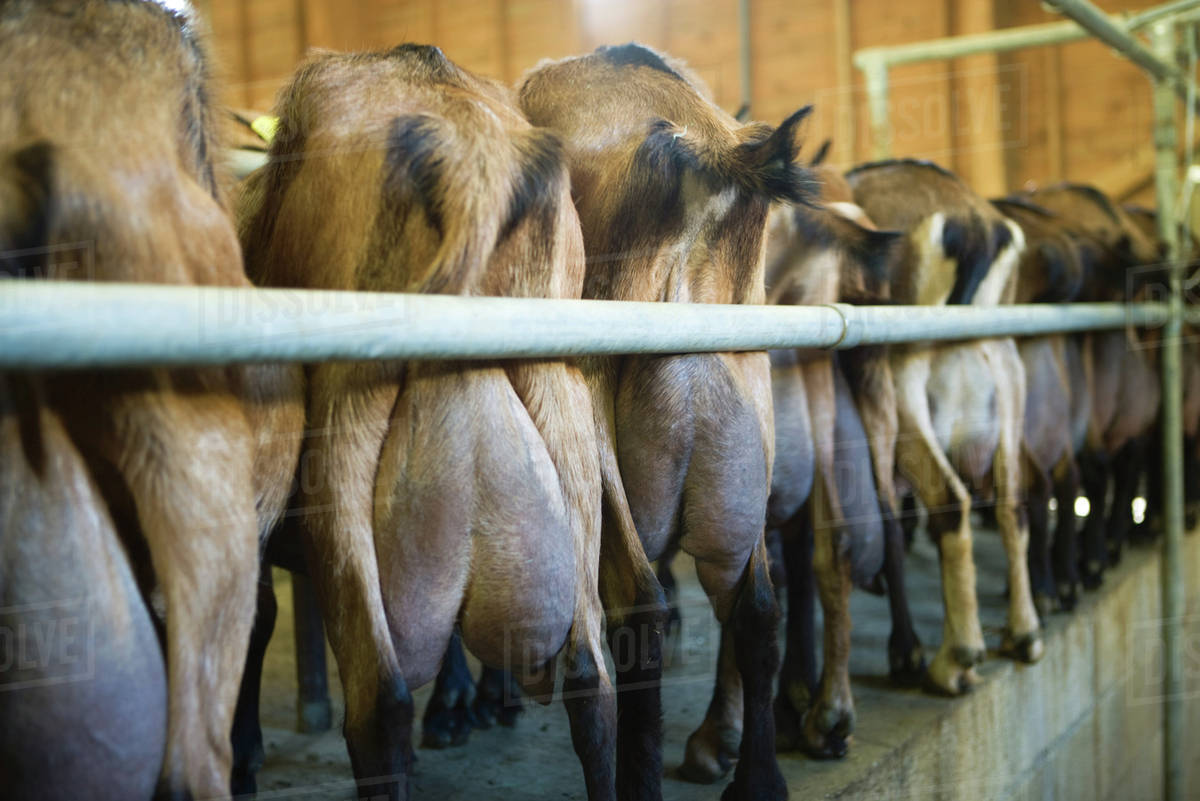 Goats lined up in barn, rear view - Stock Photo - Dissolve
