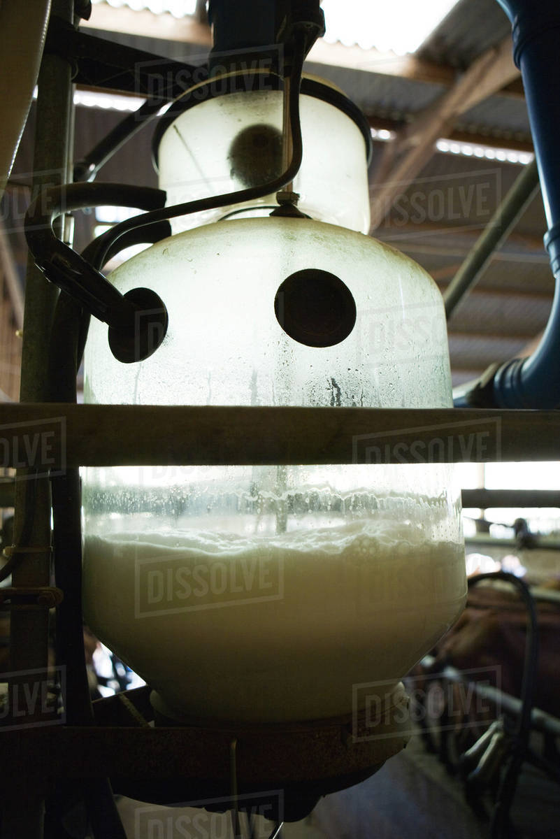 Milk collecting in milking machine - Stock Photo - Dissolve
