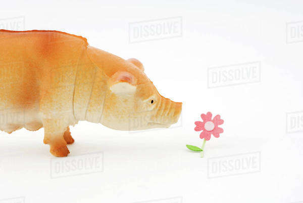 Plastic pig smelling flower - Royalty-free Stock Photo | Dissolve