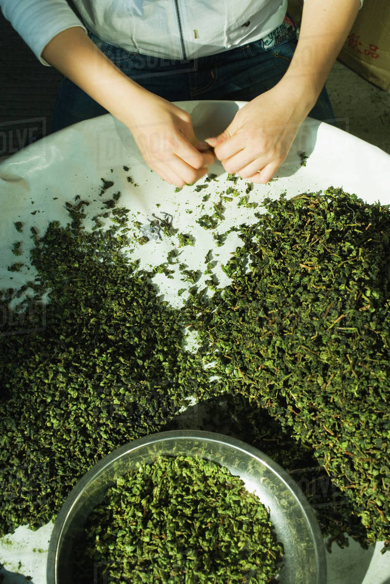 Woman sorting tea leaves, cropped view of hands - Royalty-free Stock ...
