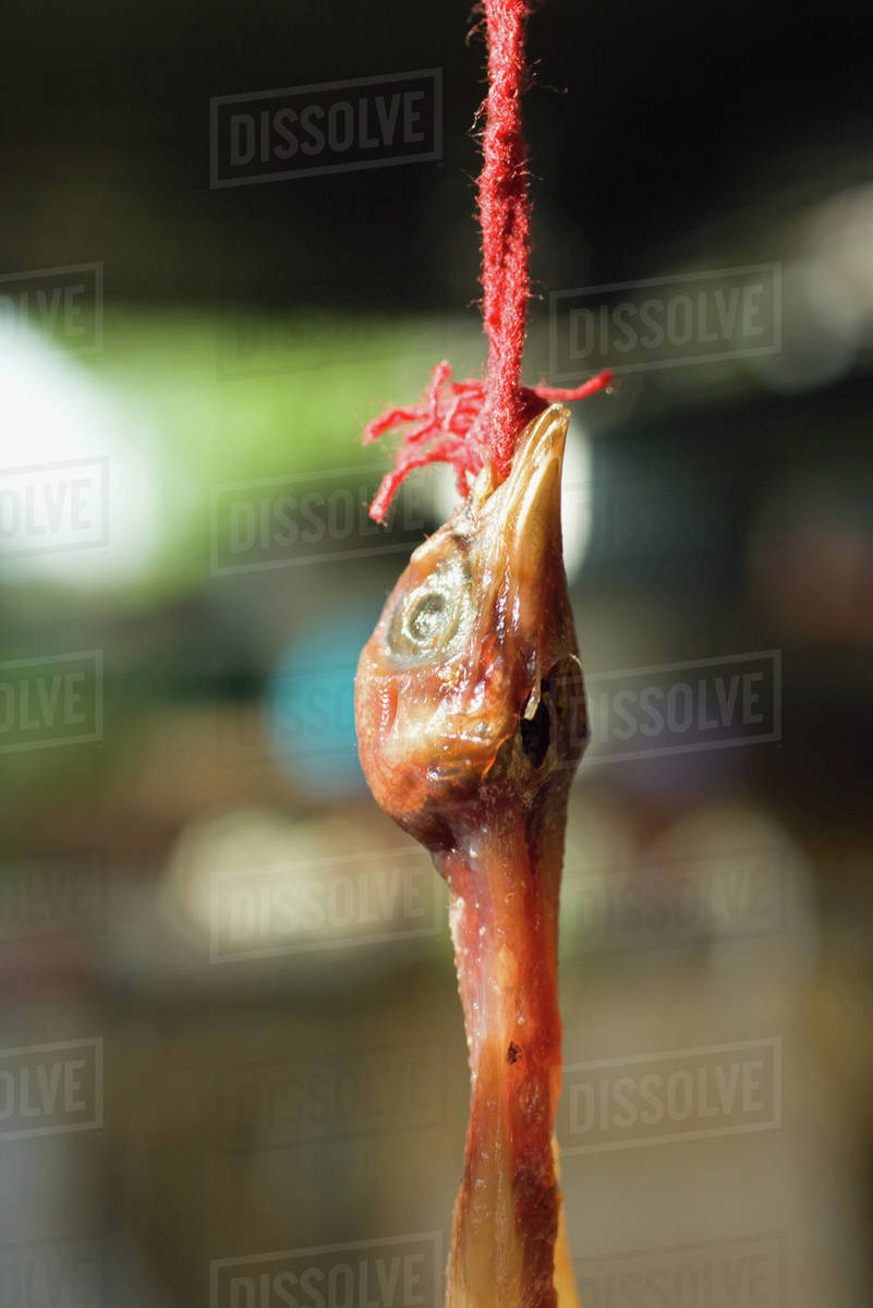 Raw skinned poultry hanging from rope, close-up of head - Royalty-free ...