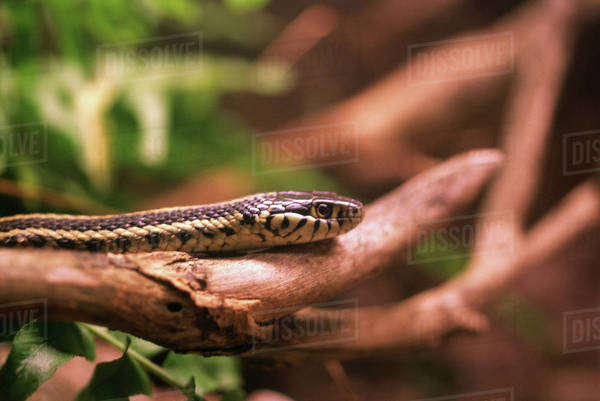 Snake on branch - Stock Photo - Dissolve