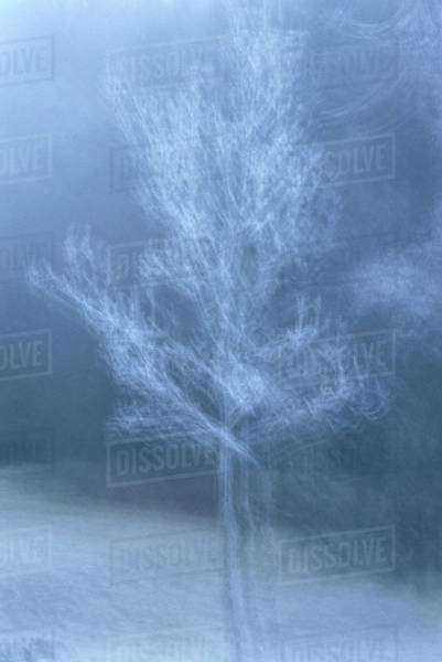 Tree, long exposure - Royalty-free Stock Photo | Dissolve
