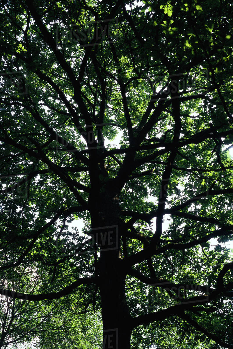 Tree, low angle view - Stock Photo - Dissolve