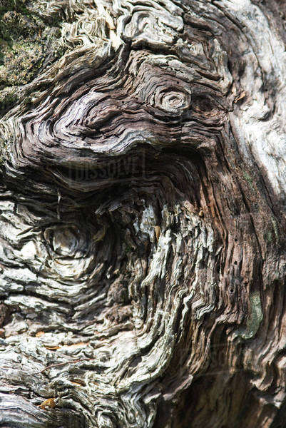 Gnarled tree stump, extreme close-up - Stock Photo - Dissolve
