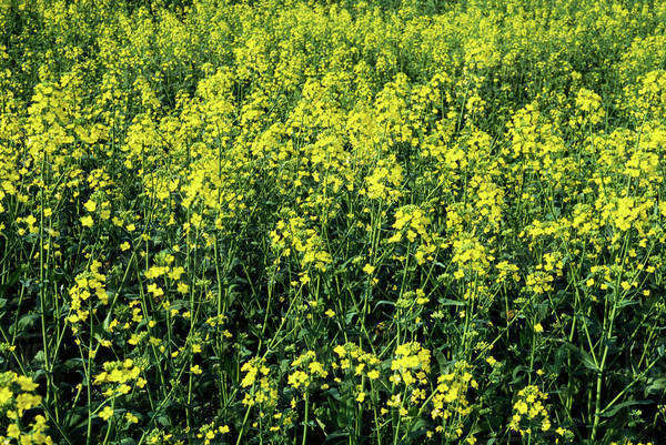 Colza growing in field - Royalty-free Stock Photo | Dissolve