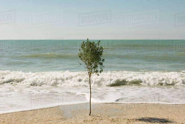 Solitary tree growing on beach near water's edge - Royalty-free Stock ...