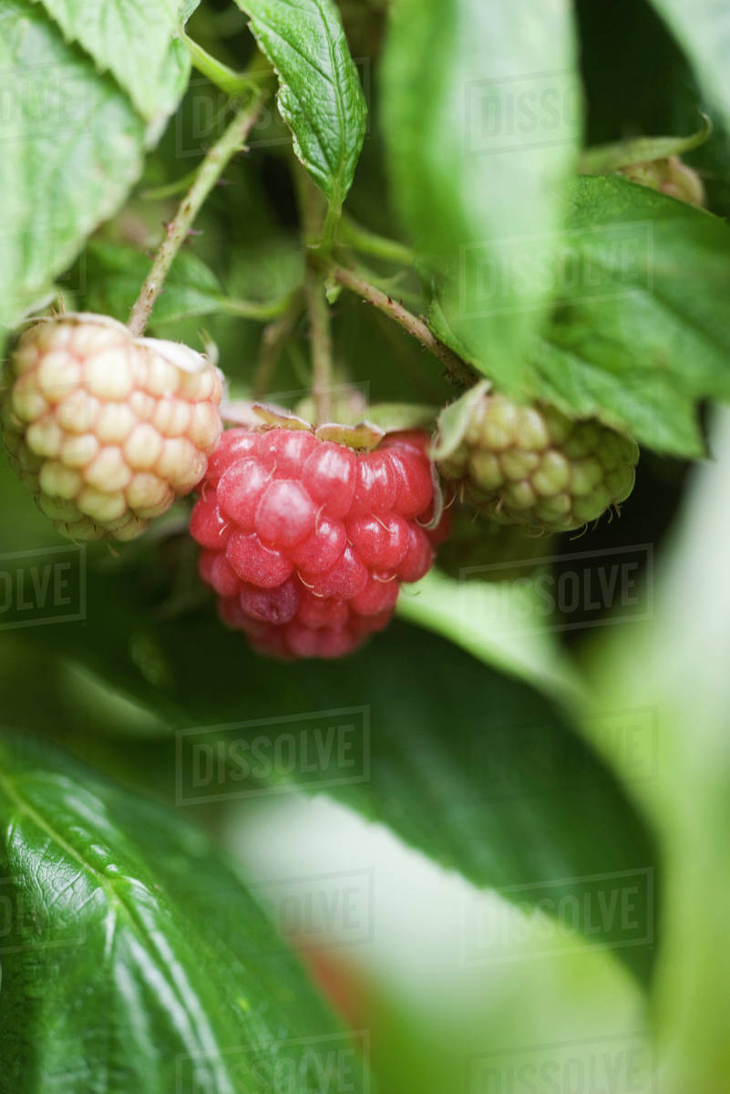 Raspberries ripening on bush - Royalty-free Stock Photo | Dissolve