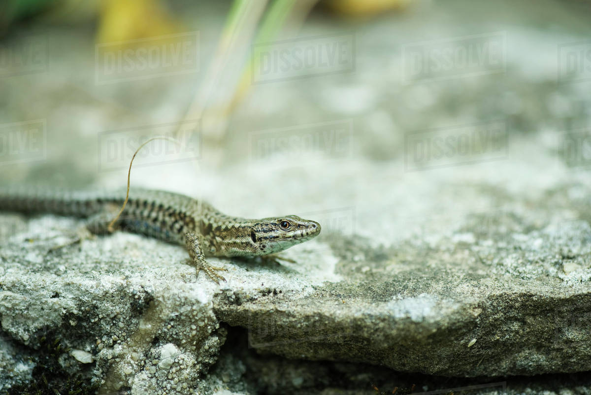 Lizard basking on rock - Stock Photo - Dissolve