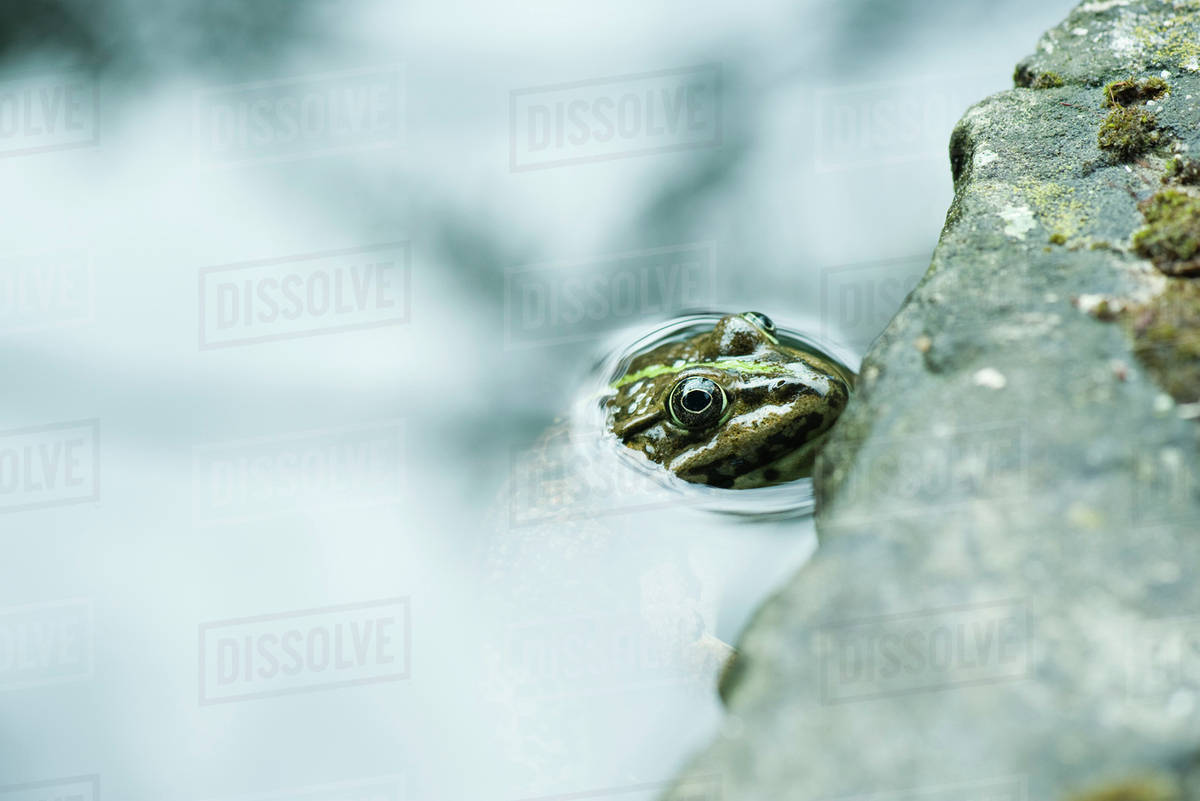 Natterjack toad floating, head above water - Stock Photo - Dissolve