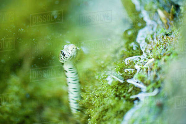 Northern water snake floating, tip of nose above water - Stock Photo ...