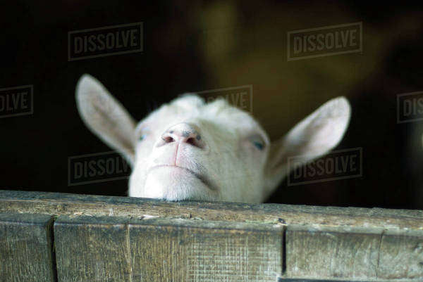 Goat looking over barn door - Royalty-free Stock Photo | Dissolve