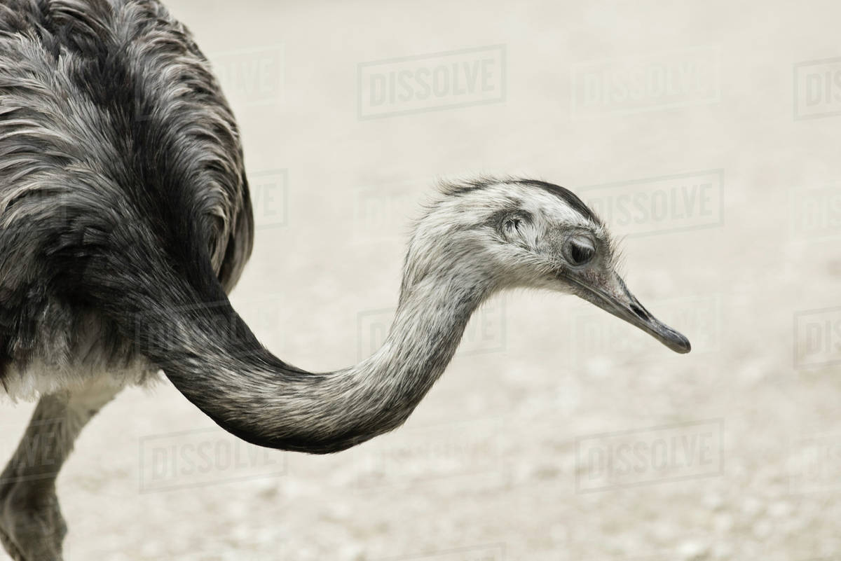 Greater Rhea (Rhea americana) - Royalty-free Stock Photo | Dissolve