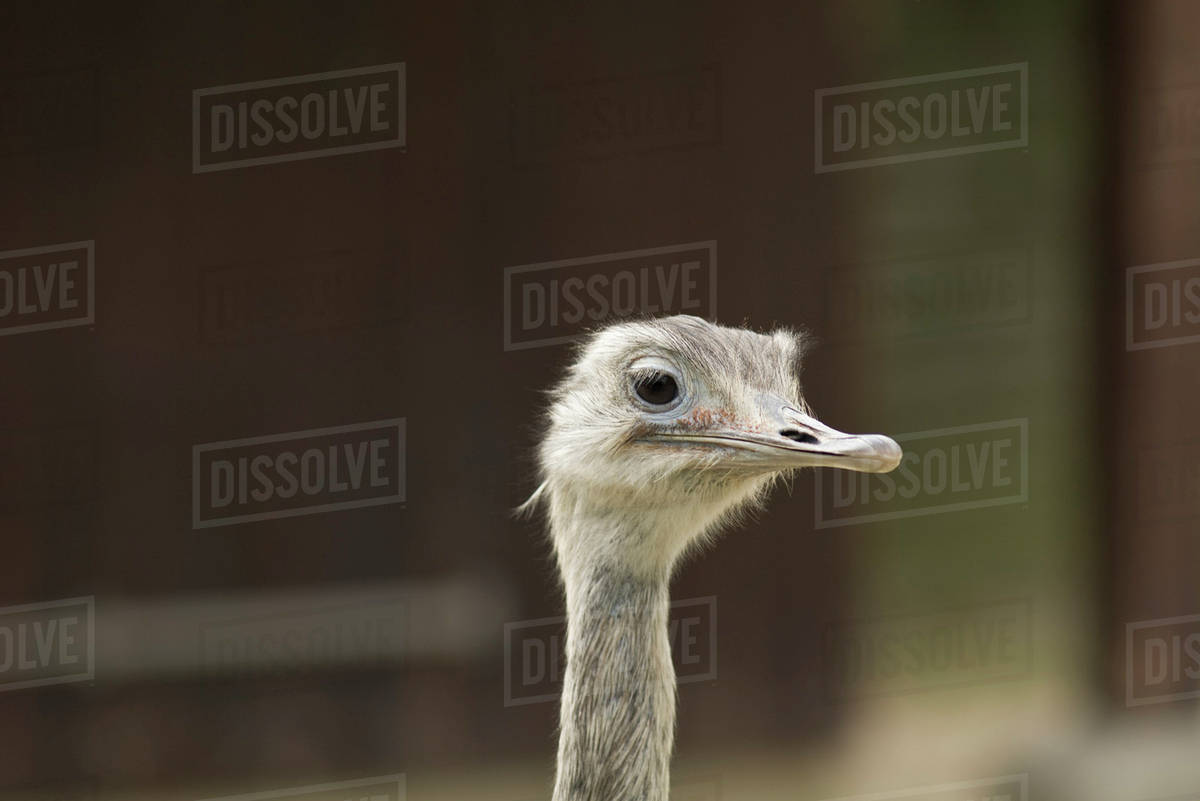 Greater Rhea (Rhea americana) - Royalty-free Stock Photo | Dissolve