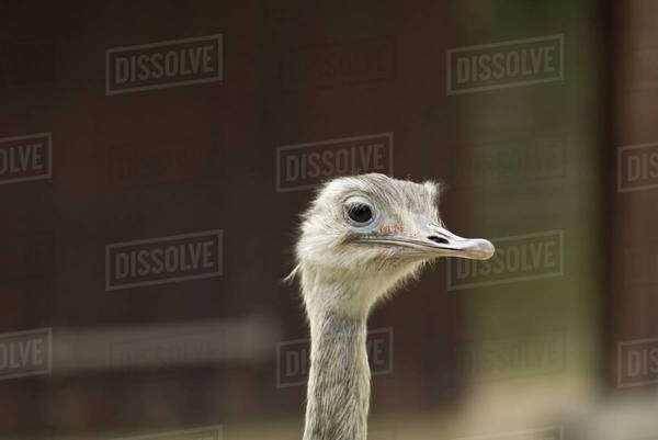 Greater Rhea (Rhea americana) - Royalty-free Stock Photo | Dissolve