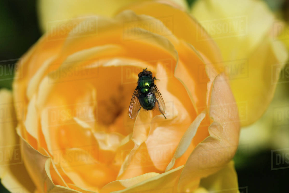 Fly resting on yellow rose - Royalty-free Stock Photo | Dissolve