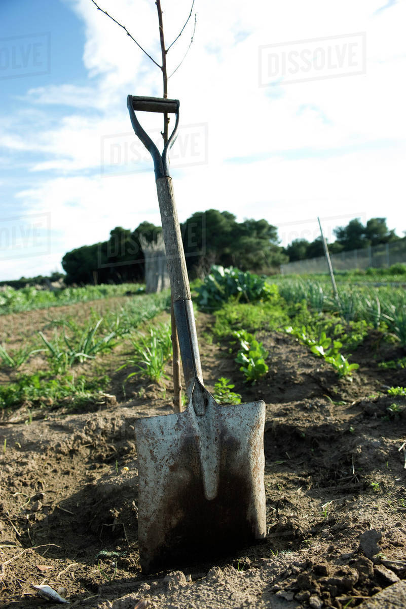 Shovel leaning against tree seedling in vegetable field - Royalty-free ...