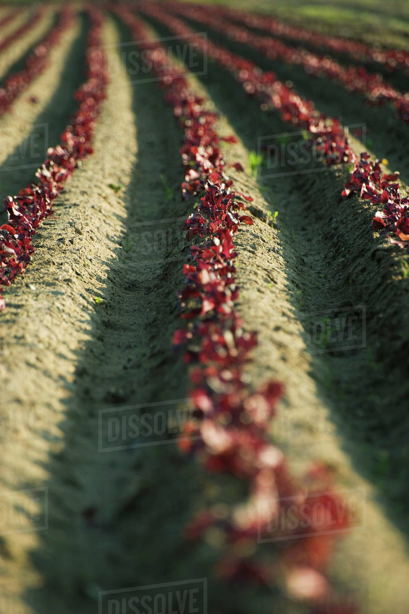 Merlot lettuce growing in long endless rows - Royalty-free Stock Photo ...