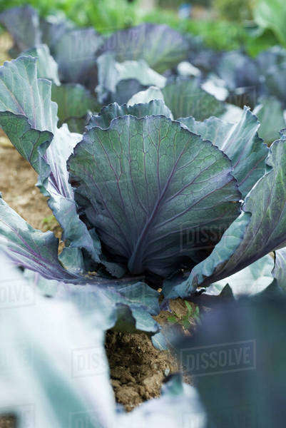 Red cabbage growing in vegetable garden - Royalty-free Stock Photo ...
