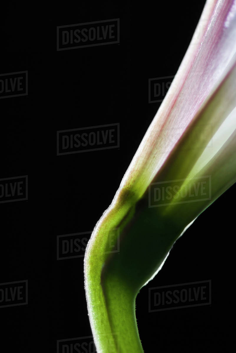 Flower stem, peduncle, close-up - Royalty-free Stock Photo | Dissolve